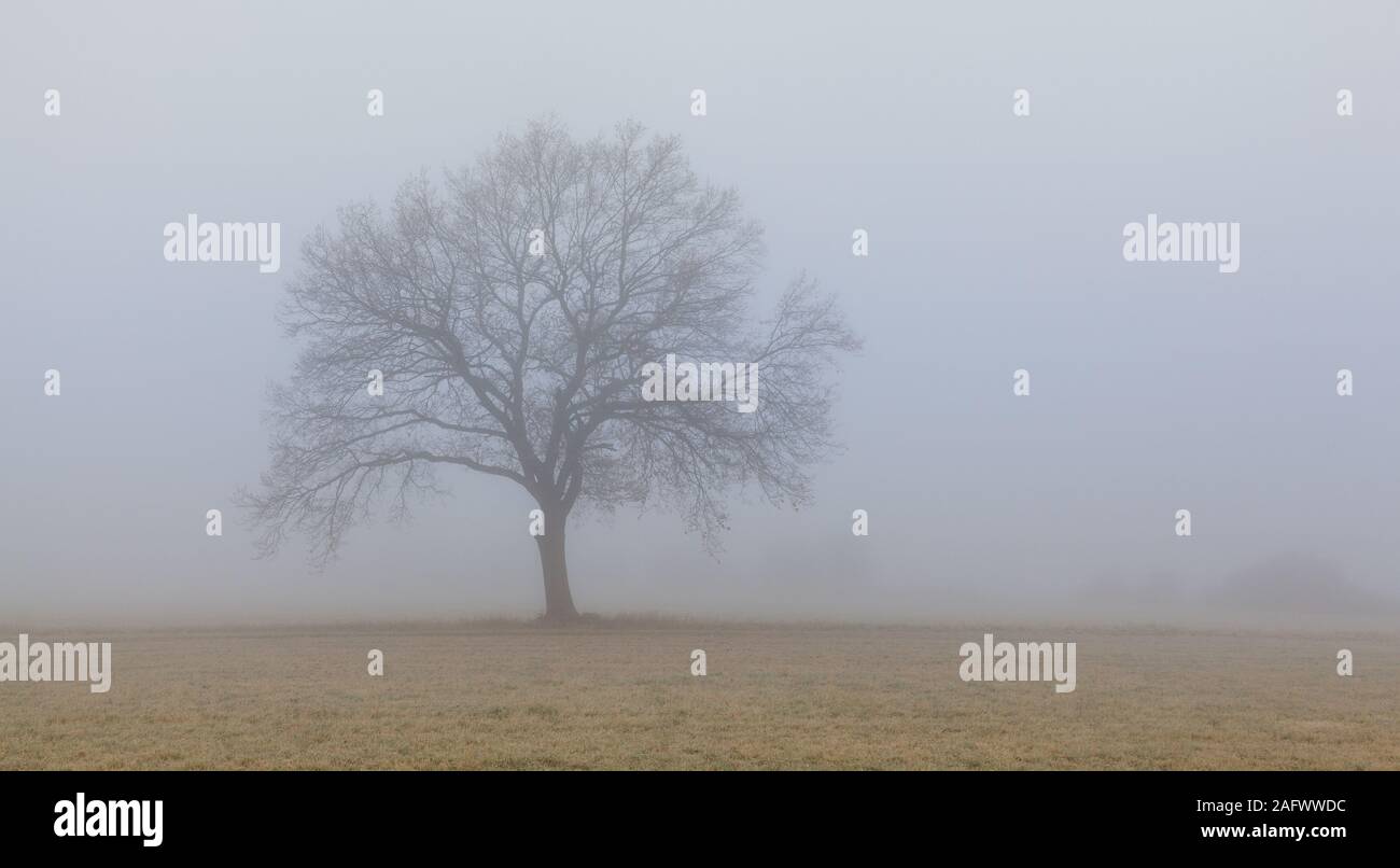 Outdoor empty tree hi-res stock photography and images - Alamy