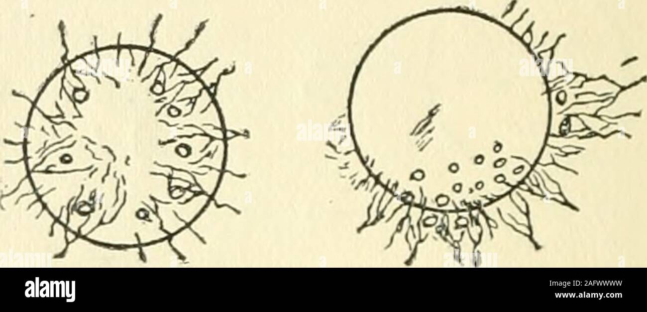 Extensa erupción hi-res stock photography and images - Alamy
