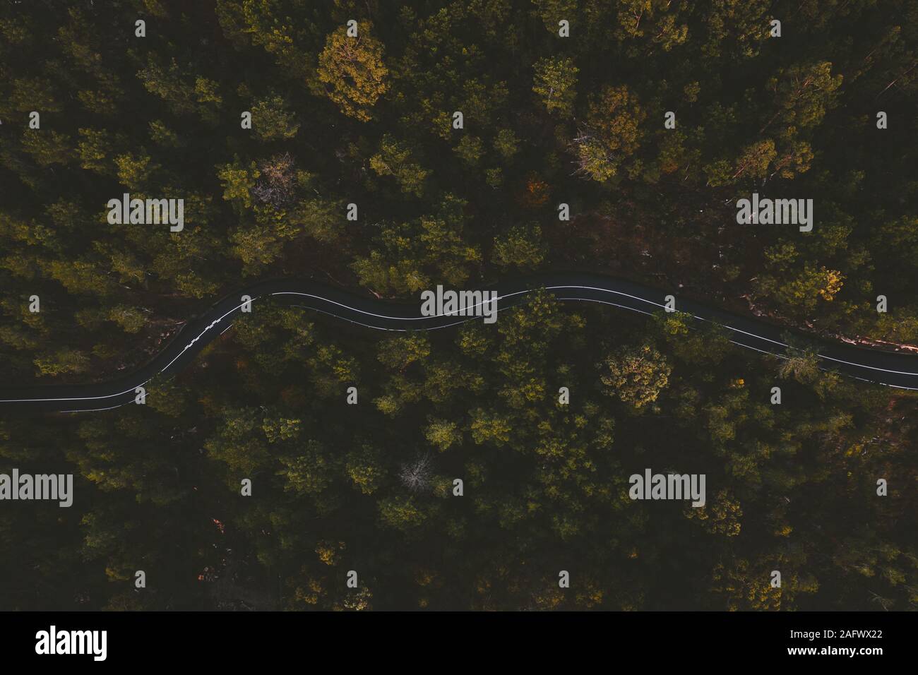 High angle shot of a winding highway in the center of a forest with ...