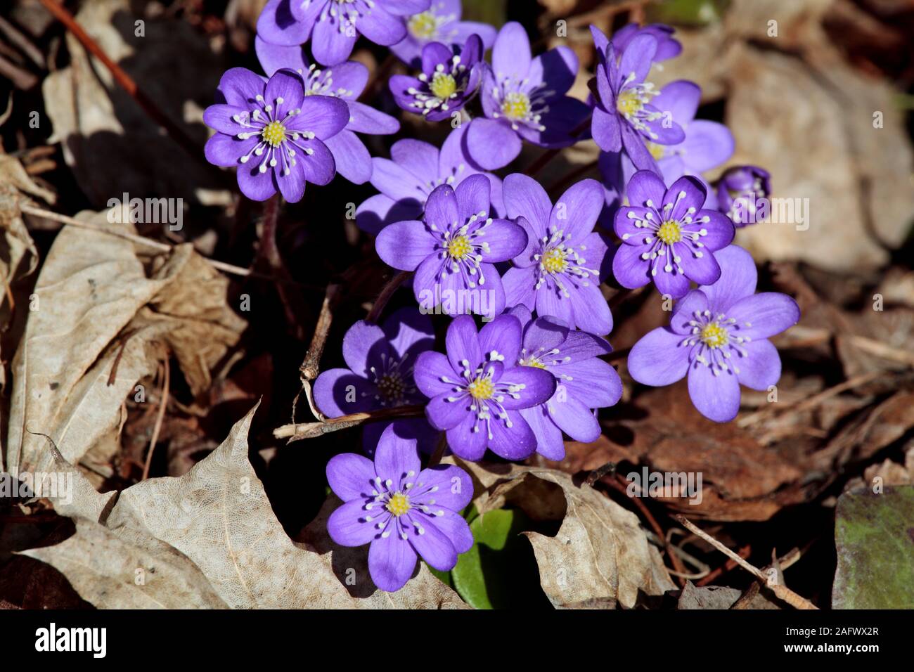 Liverwort plant hi-res stock photography and images - Alamy