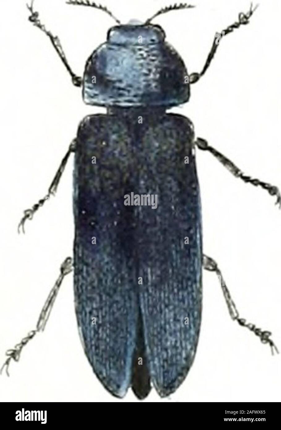 . Entomologie ou Histoire naturelle des insectes, avec leurs caractères ...