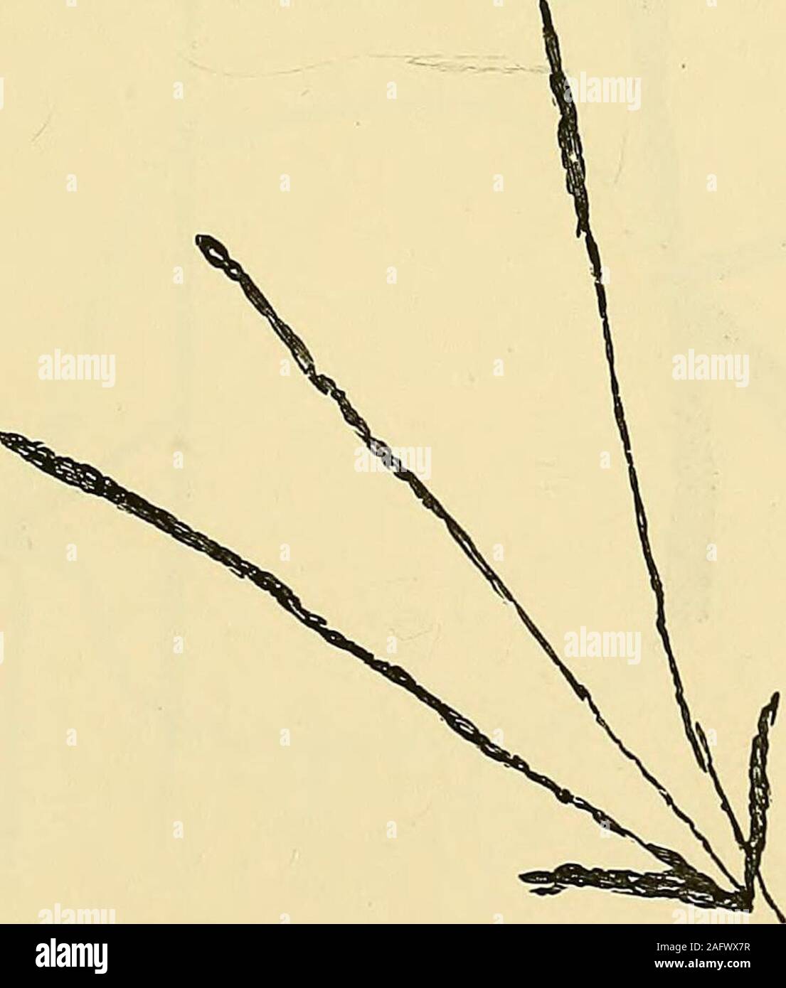 . Phantasms of the living. Mr. Steel and Miss Relph. No contact. No. 12 ...