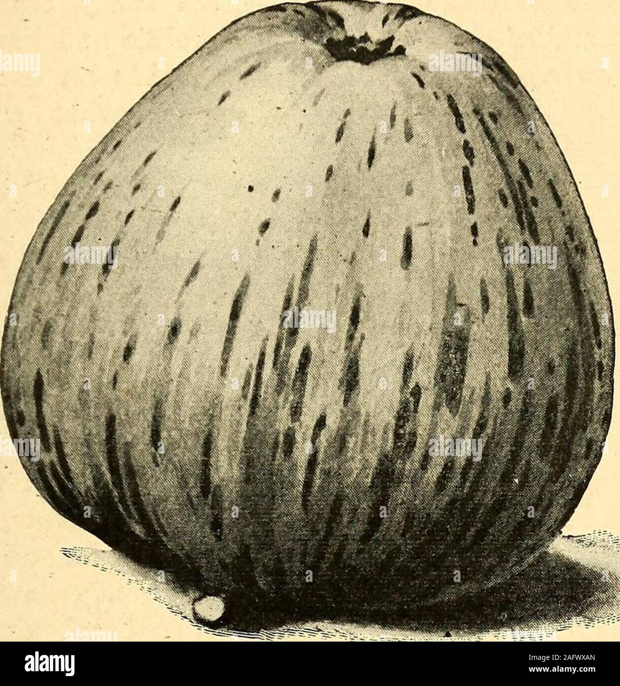 Round conical fruit hi-res stock photography and images - Alamy