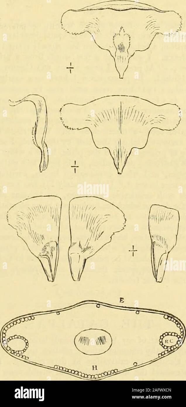 Distichous hi-res stock photography and images - Alamy