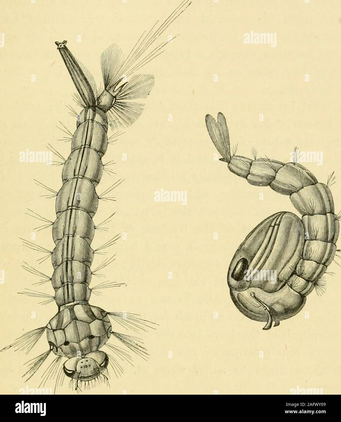 . The transformations (or metamorphoses) of insects (Insecta, Myriapoda ...