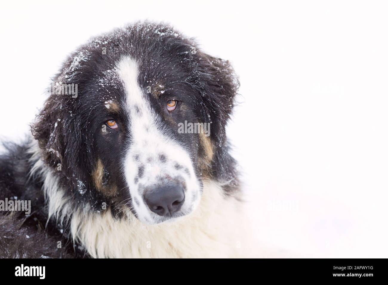 Are Bananas Good For The Karakachan Dog