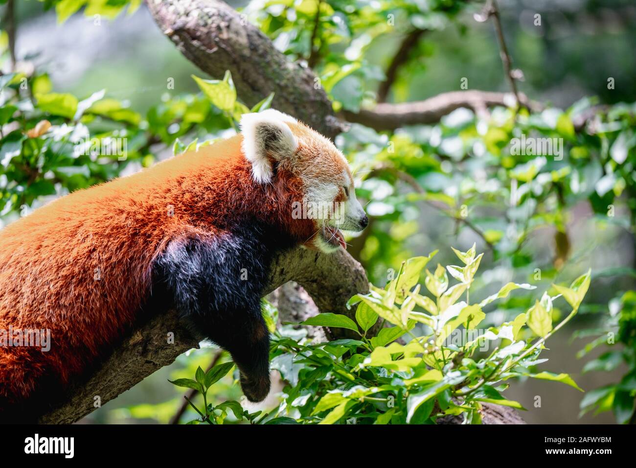 Closeup selective focus shot of a cute red panda hanging out in the ...