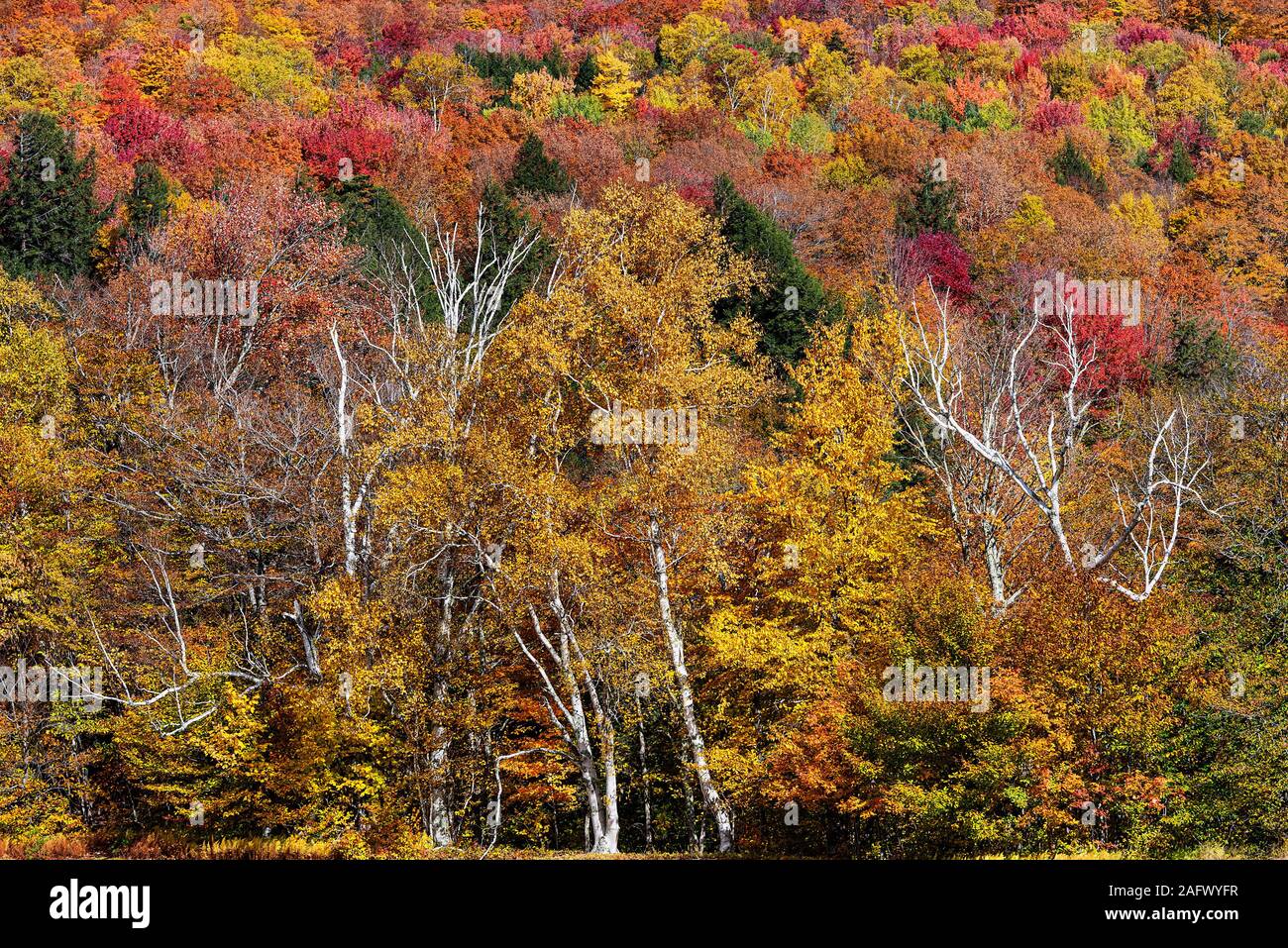 Colorful autumn trees, Stowe, Vermont, USA Stock Photo - Alamy
