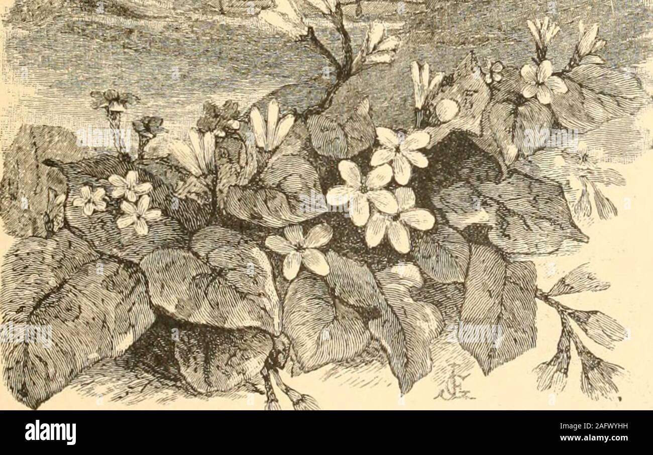 . A family flight around home. MAY-FLOWERS. A FAMILY FLIGHT AROUND II0 ...