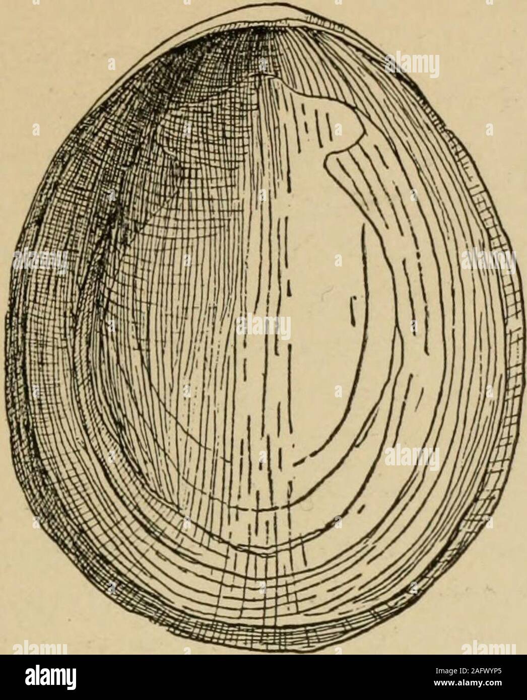 Lustrous shells hi-res stock photography and images - Alamy