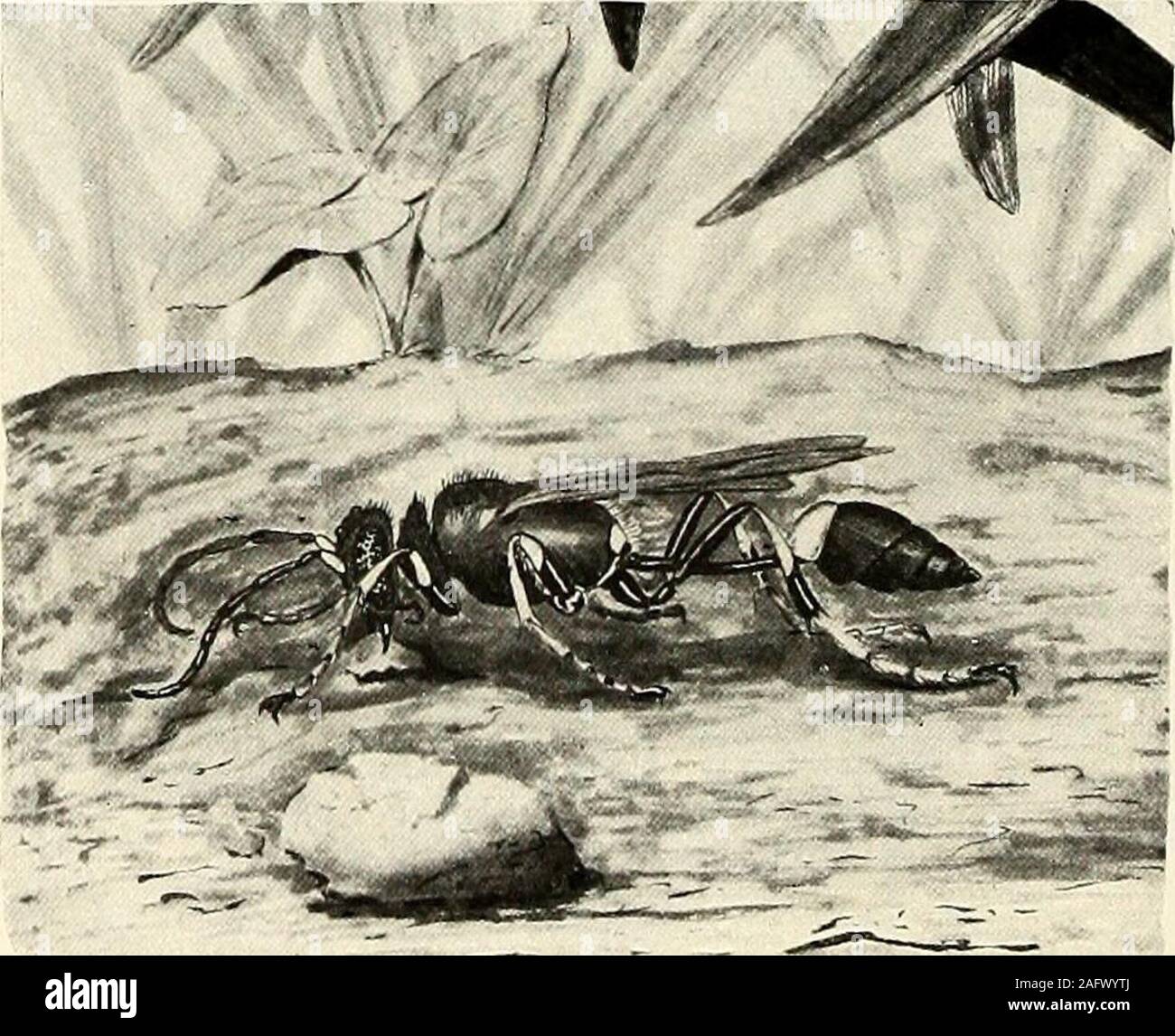 . St. Nicholas [serial]. BROWN MUD-WASP (SCBLIPHRON CEMENTARIUS ...