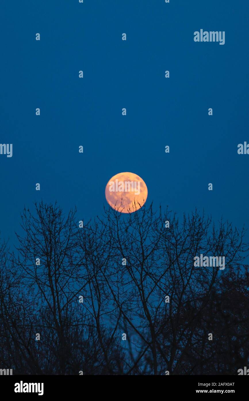 Full moon covered with tree branches on a dark blue sky in the evening ...