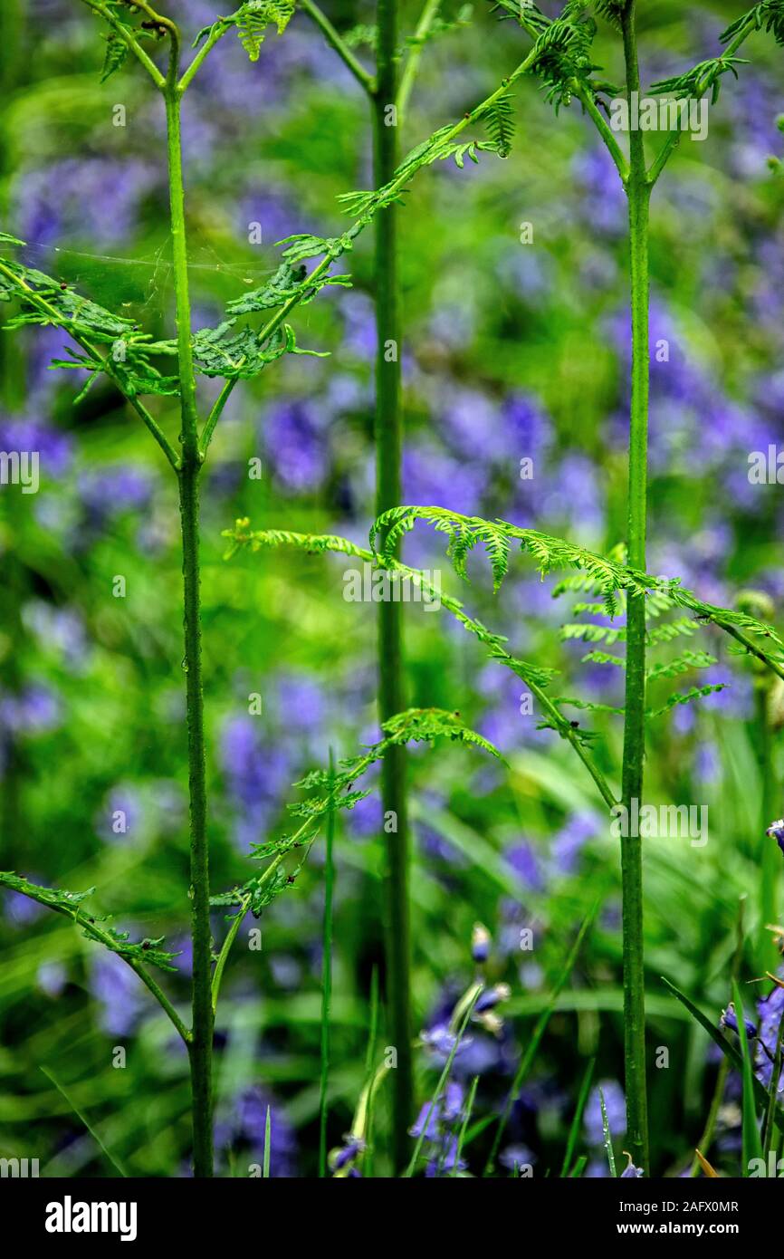 Green Fern stalks with bluebells in the backbround Stock Photo - Alamy