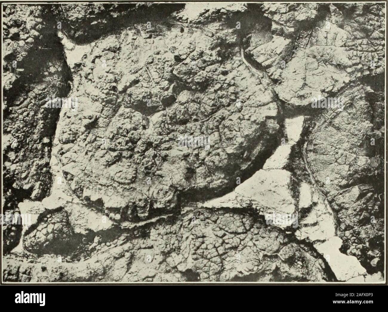 Limestone matrix hi-res stock photography and images - Alamy