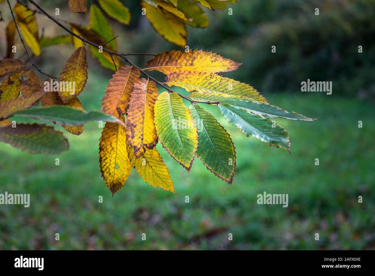 Castanea Sativa Leaf High Resolution Stock Photography and Images - Alamy