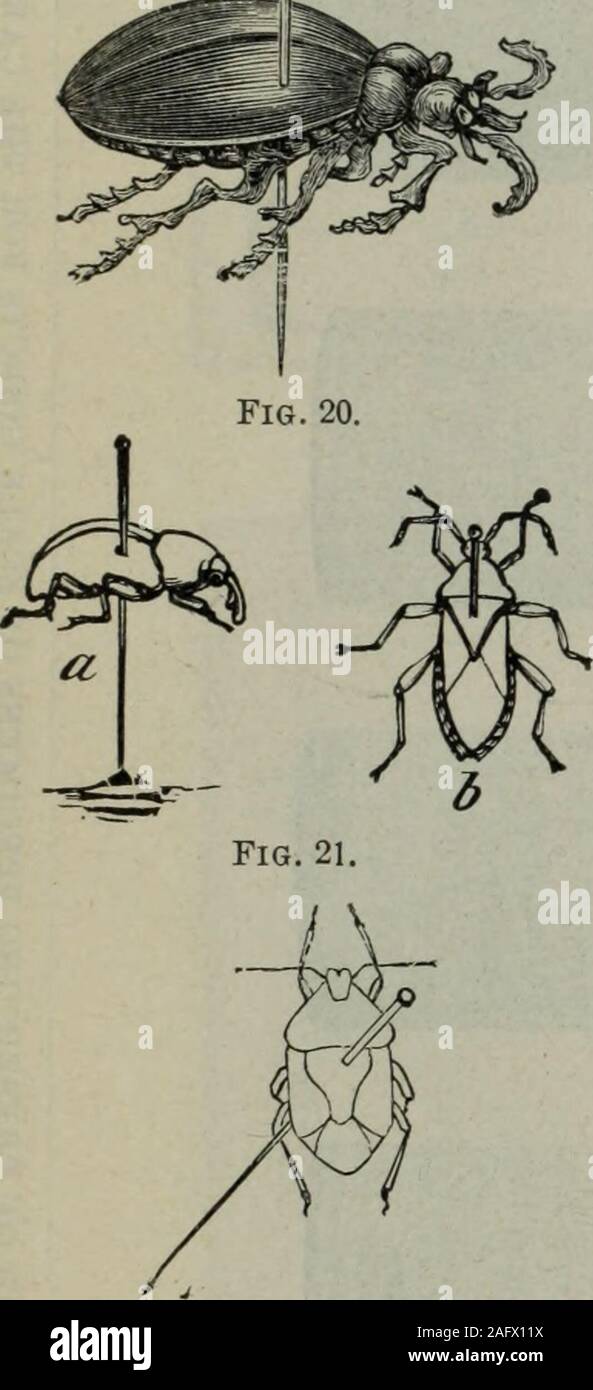 Vials of insects hi-res stock photography and images - Alamy