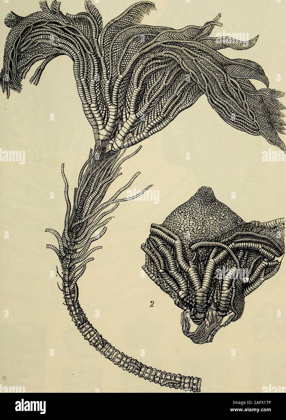 Pentacrinites hi-res stock photography and images - Alamy