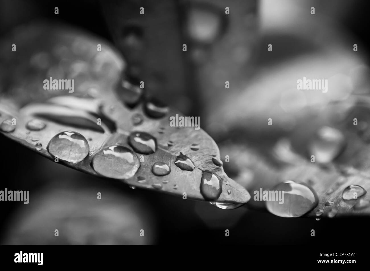 Greyscale shot of a leaf covered with water drops on a blurred ...