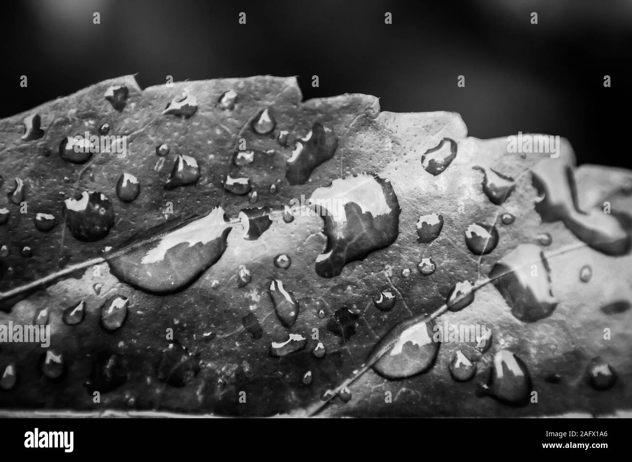 Greyscale shot of a leaf covered with water drops on a blurred ...