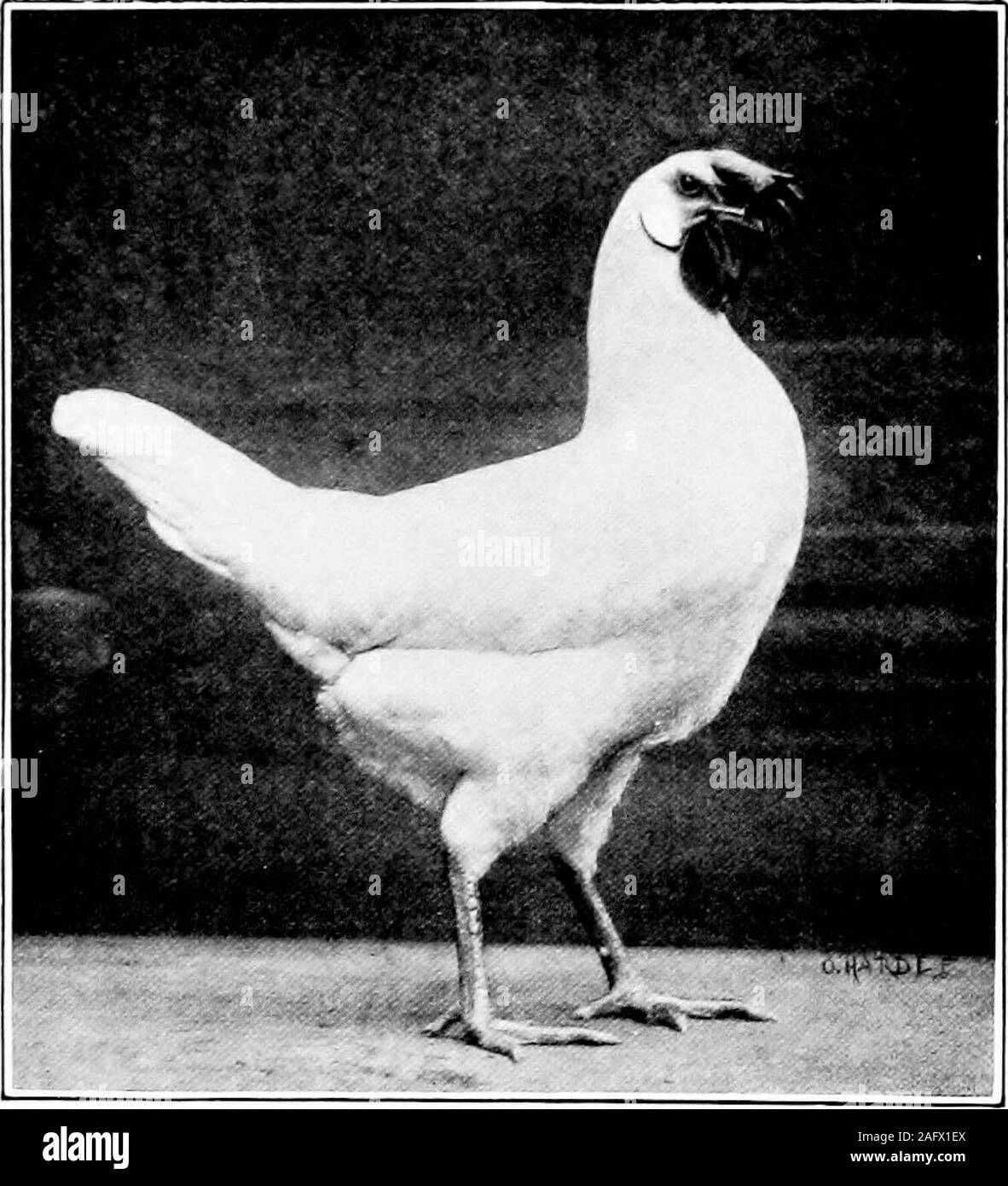 . The poultry manual. A complete guide for the breeder and exhibitor ...