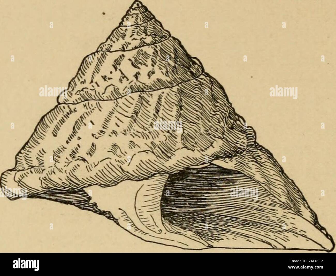 . West coast shells. A familiar description of the marine, fresh water ...