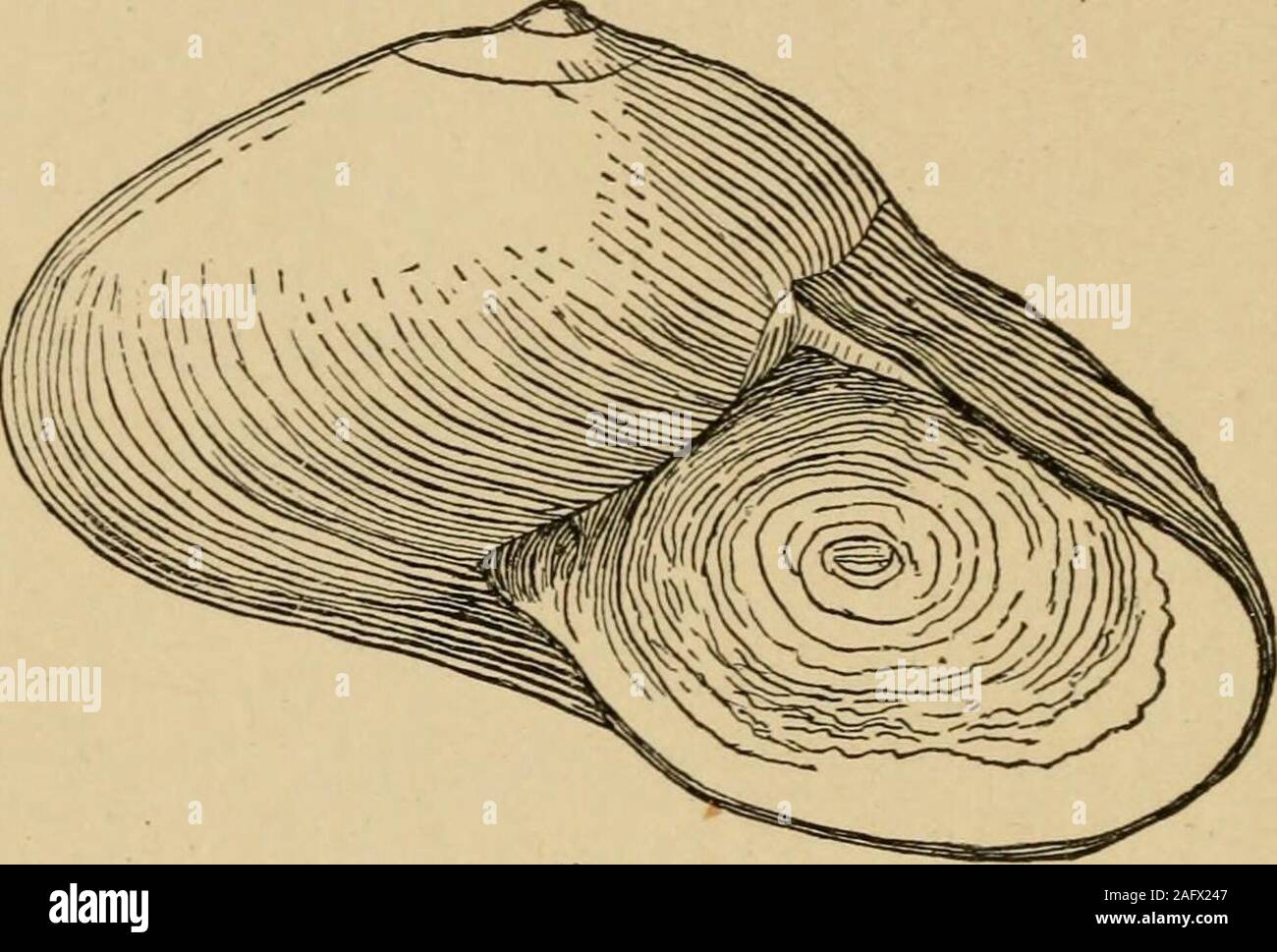 . West coast shells. A familiar description of the marine, fresh water ...