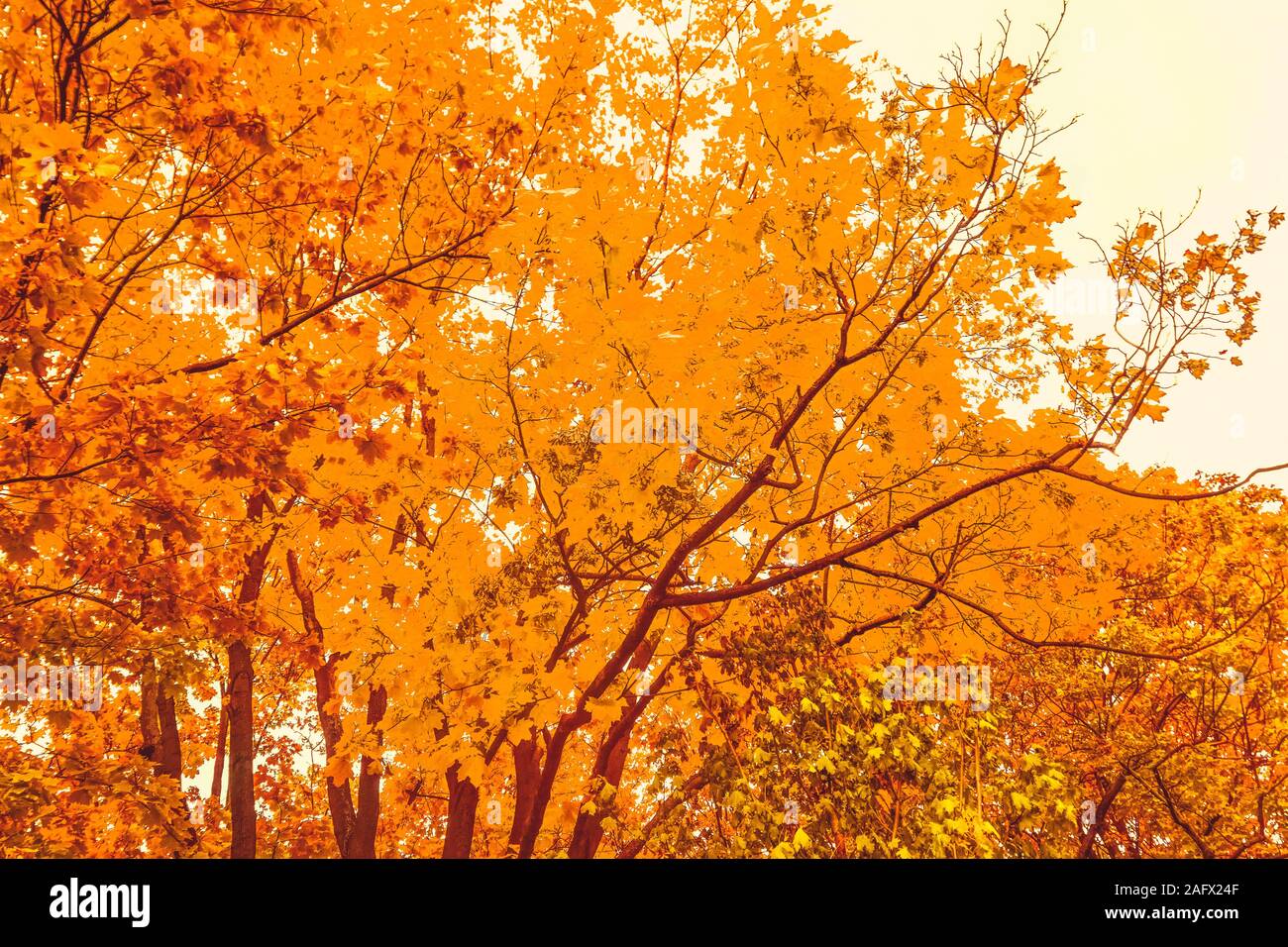 Seasonal travel, retro backdrop and rural environment concept ...