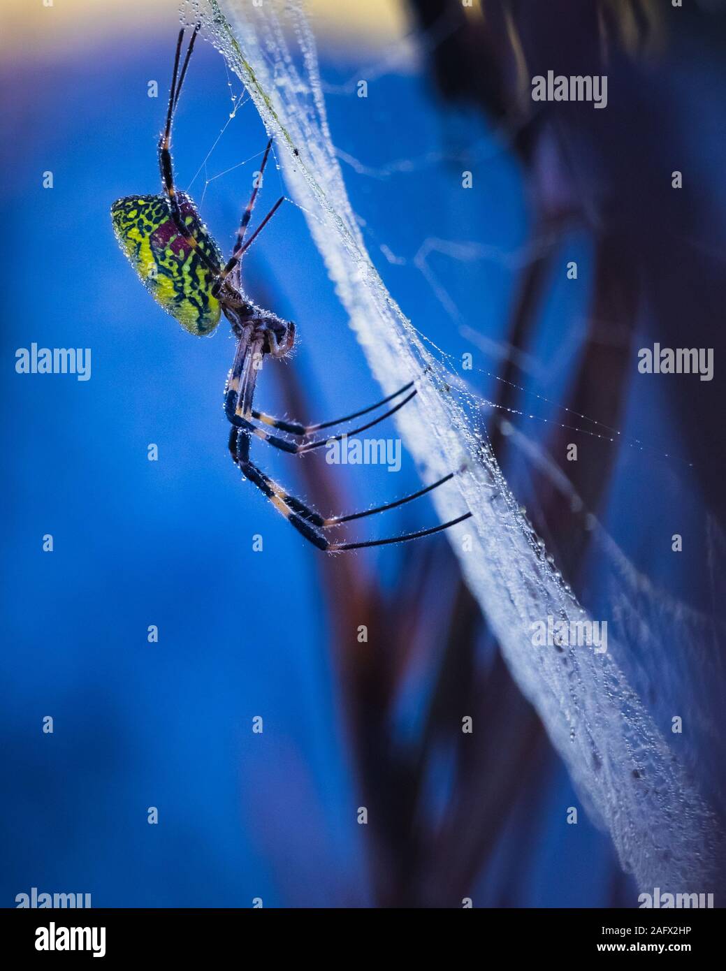 Vertical closeup shot of A golden silk orb-weaving spider with early ...