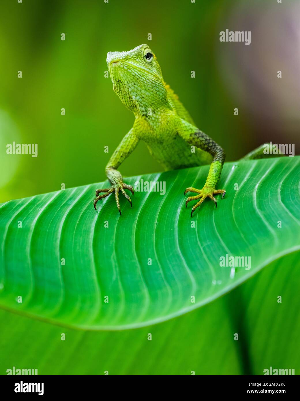 Vertical shot of Maned Forest Lizard in a forest in Bali, Indonesia ...