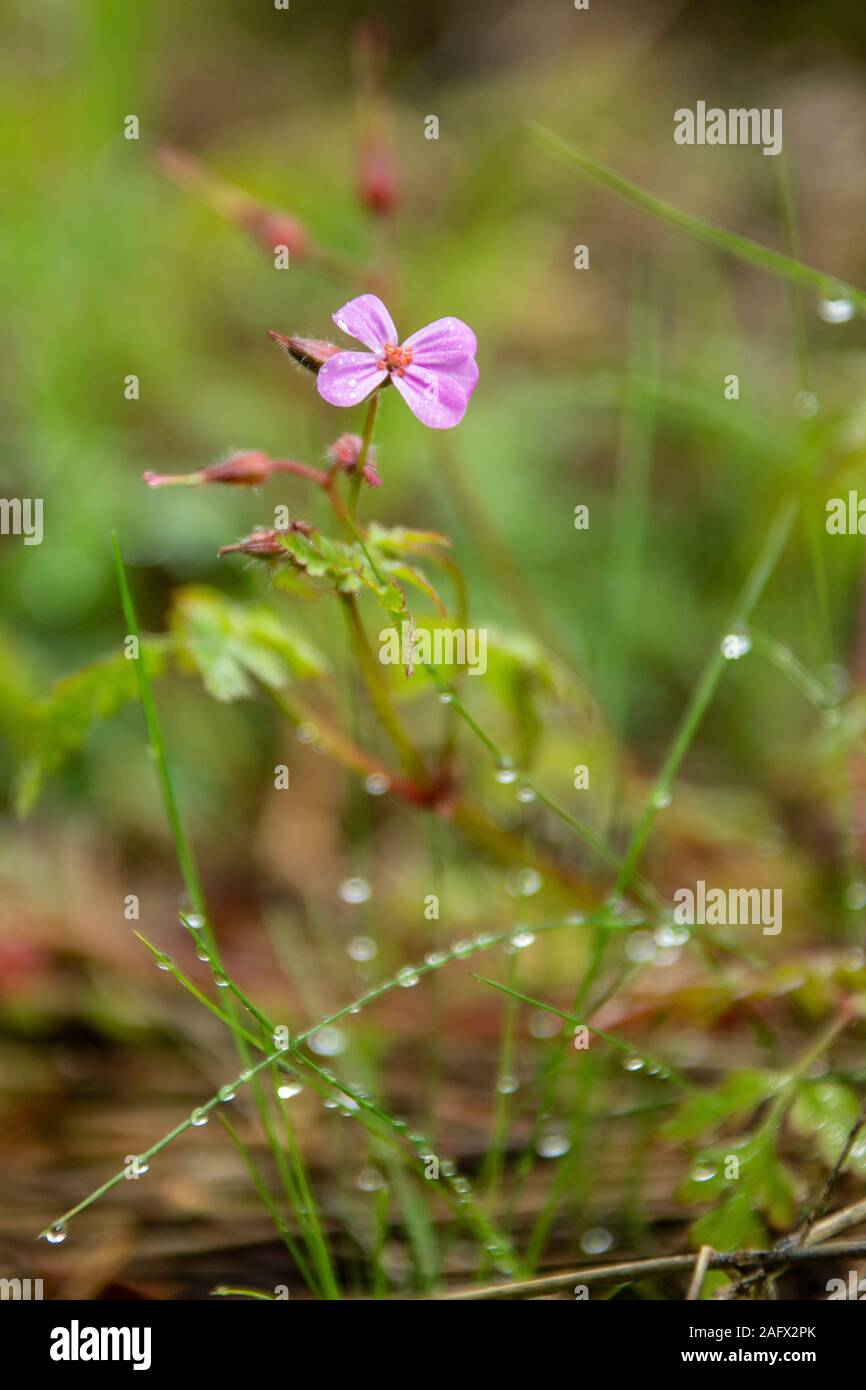 Solitary pink Herb Robert flower with rain drops Stock Photo - Alamy