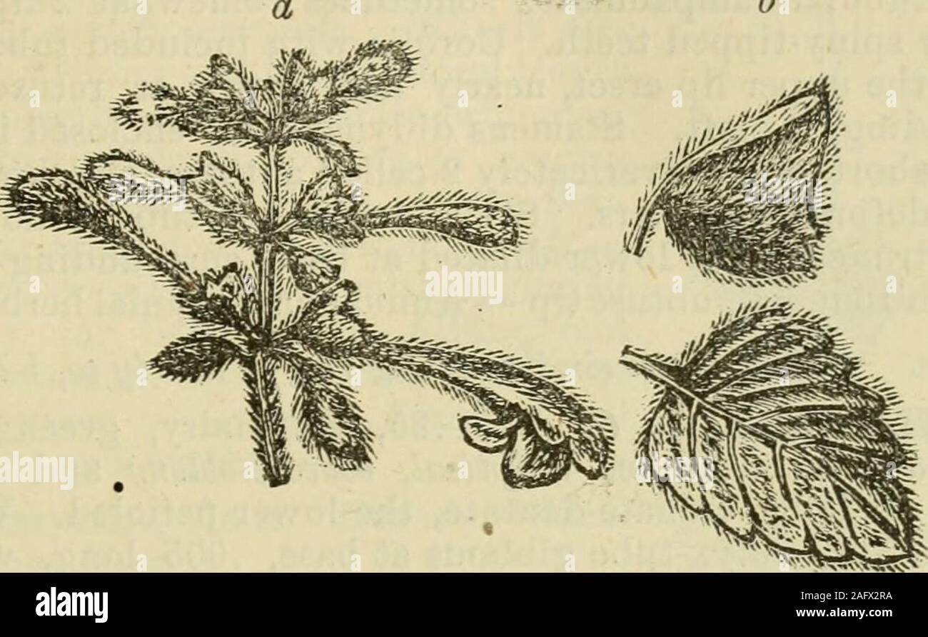 Antilebanon hi-res stock photography and images - Alamy