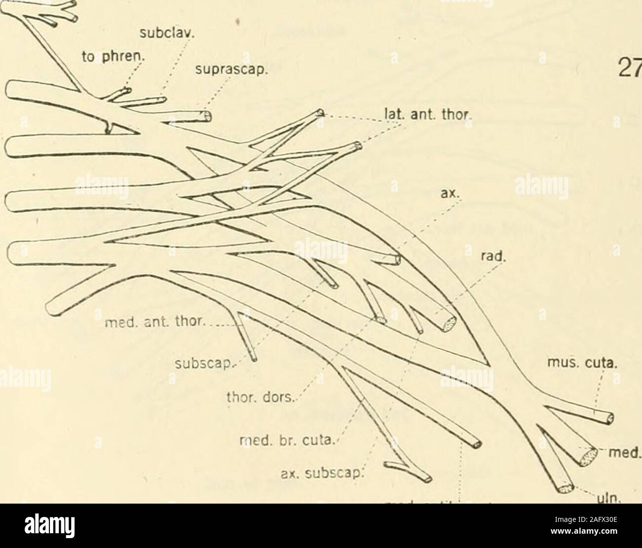 . The American journal of anatomy. 26 med. antibr. cuta. •,ax. subscap ...