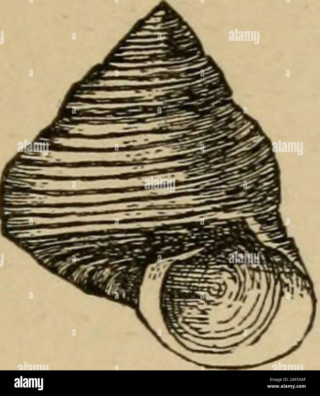 Calliostoma hi-res stock photography and images - Alamy