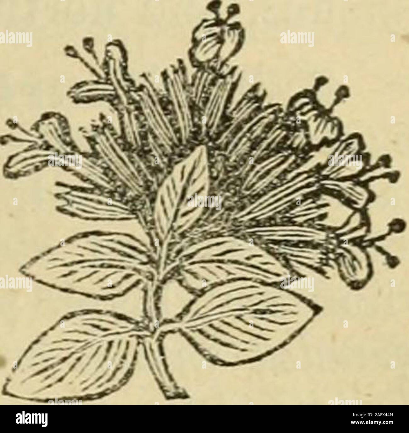 Bilabiate flowers hi-res stock photography and images - Alamy