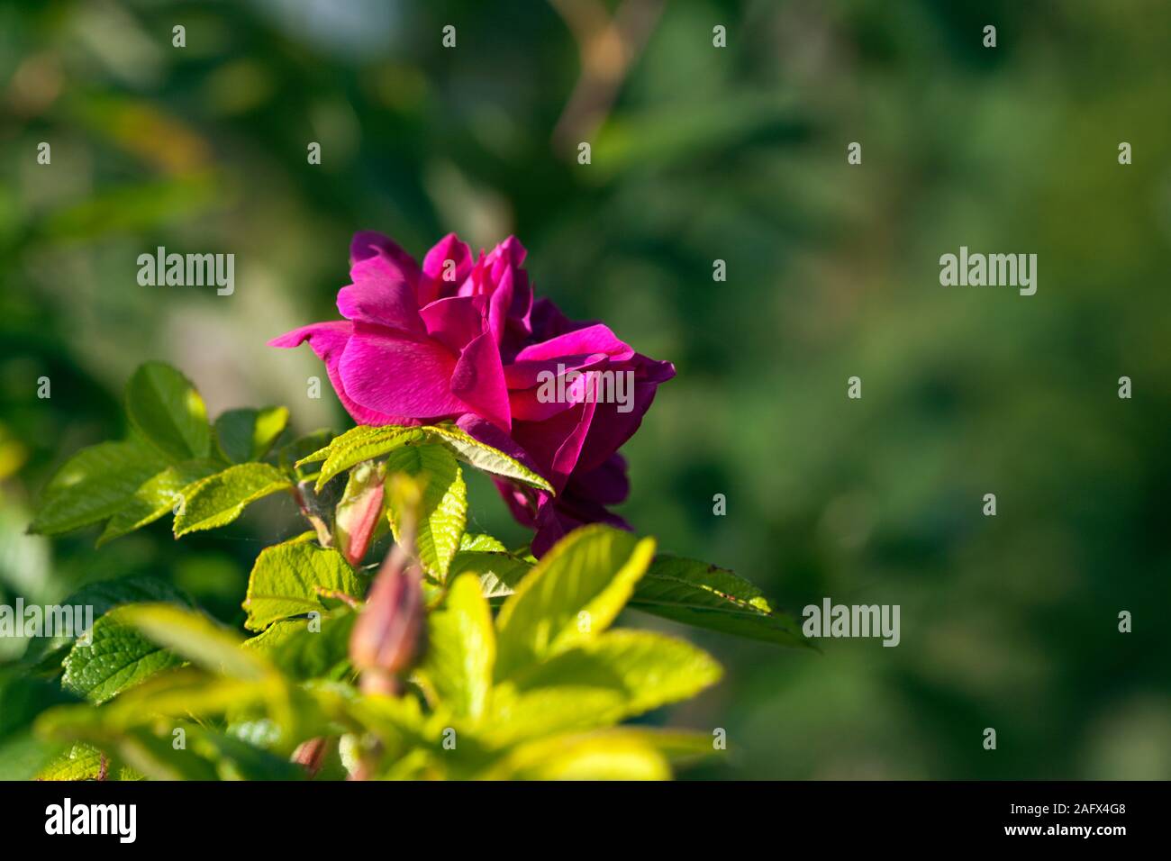 Beautiful red rose in morning lit. Green leaves and fuzzy background ...