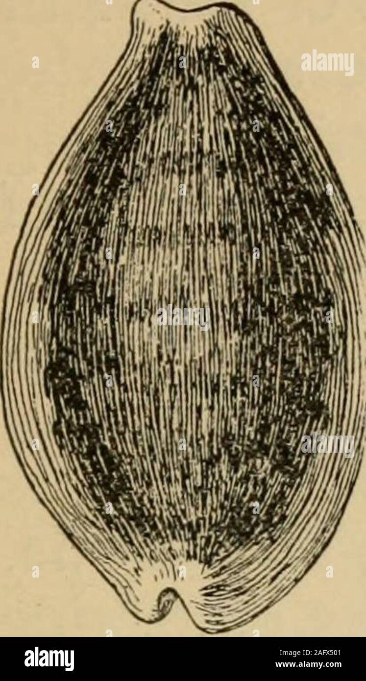 Po shells hi-res stock photography and images - Alamy