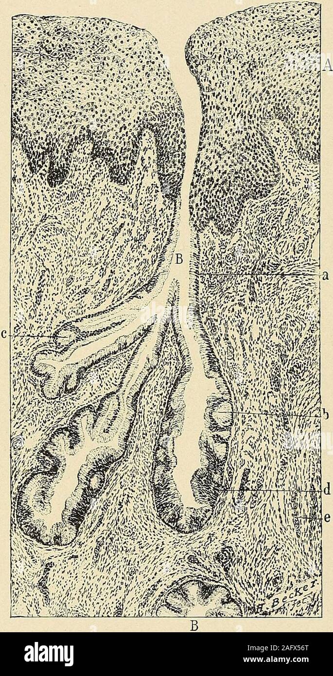 . The diagnosis and treatment of diseases of women. s are lined with ...