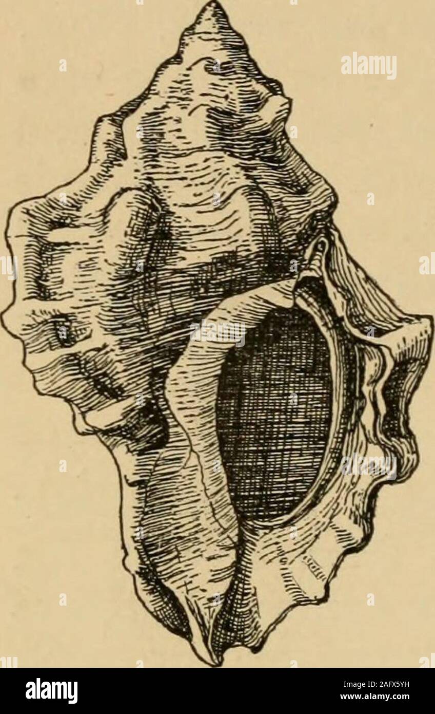 Singular shells hi-res stock photography and images - Alamy