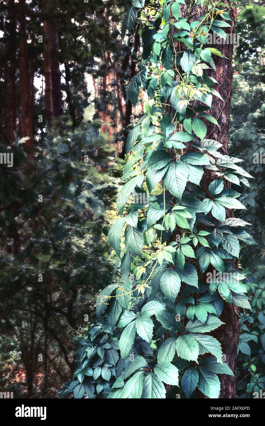 Wild grapes, densely entwining the tree trunk Stock Photo - Alamy