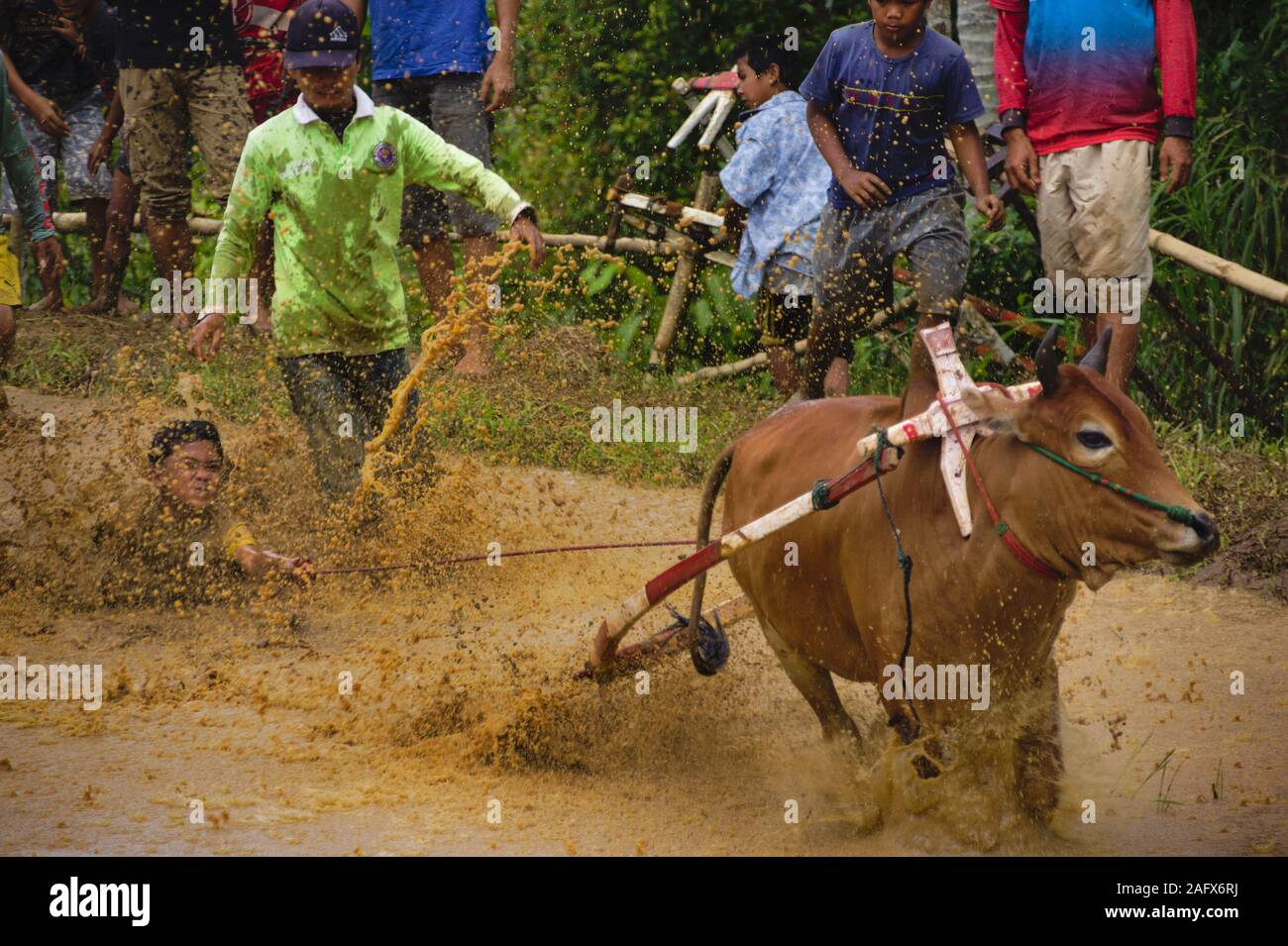 The pacu jawi "bull race" is a traditional bull race in West Sumatra ...