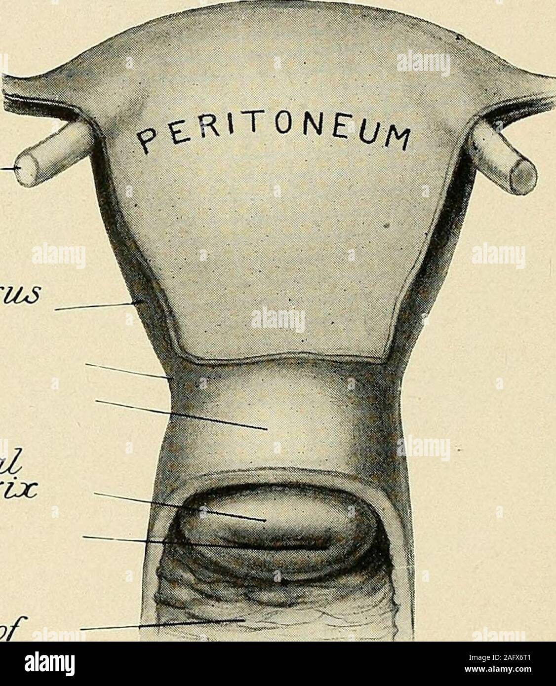 . The diagnosis and treatment of diseases of women. FallopLantube ...
