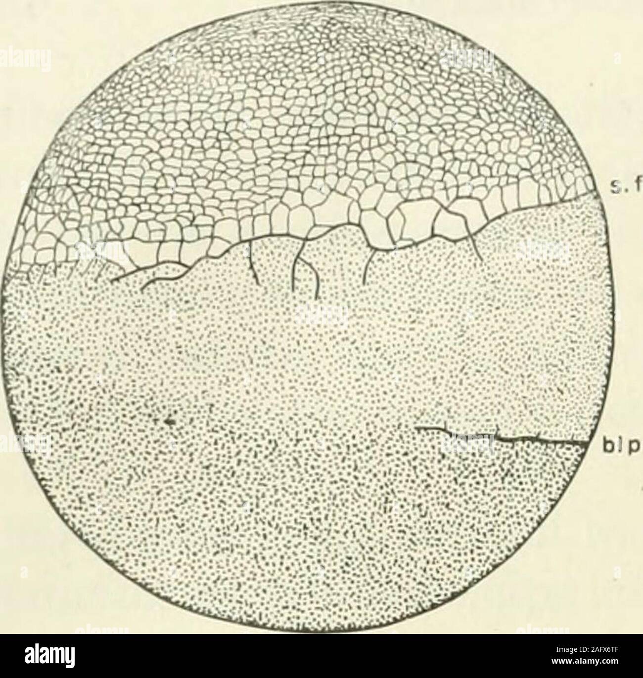 . Journal of morphology. andsecond cleavage furrows (figs. 113 and 114 ...