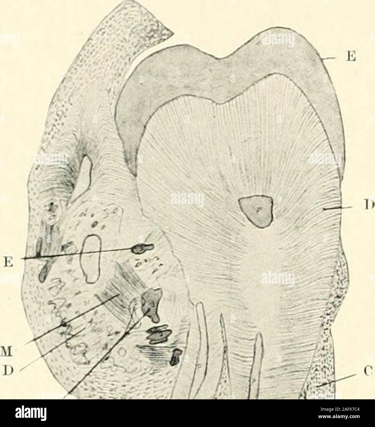 Denticle hi-res stock photography and images - Alamy