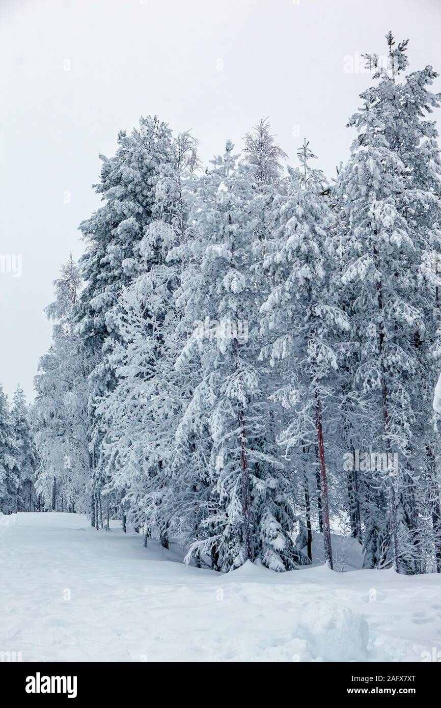 Cold and snowy winter in Lapland Stock Photo - Alamy