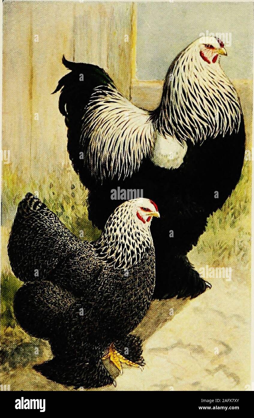 Jungle fowls hi-res stock photography and images - Alamy