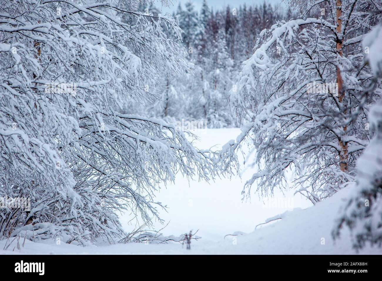 Cold and snowy winter in Lapland Stock Photo - Alamy