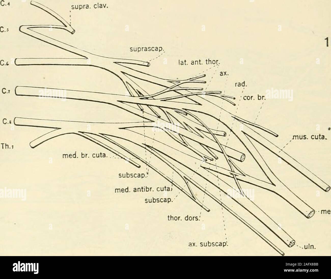 . The American journal of anatomy. Fig. 9 Showing the connections and ...