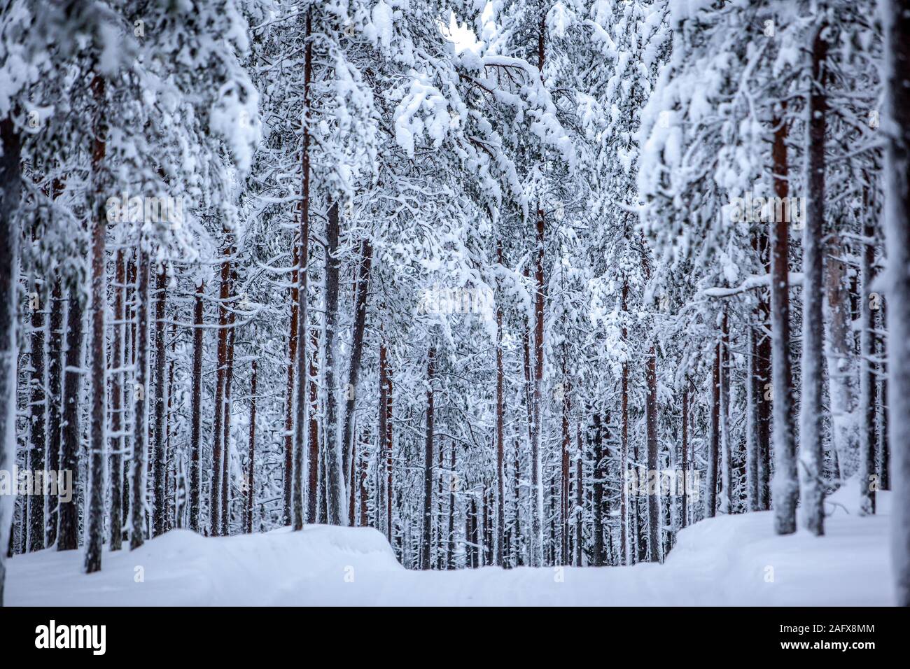 Cold and snowy winter in Lapland Stock Photo - Alamy