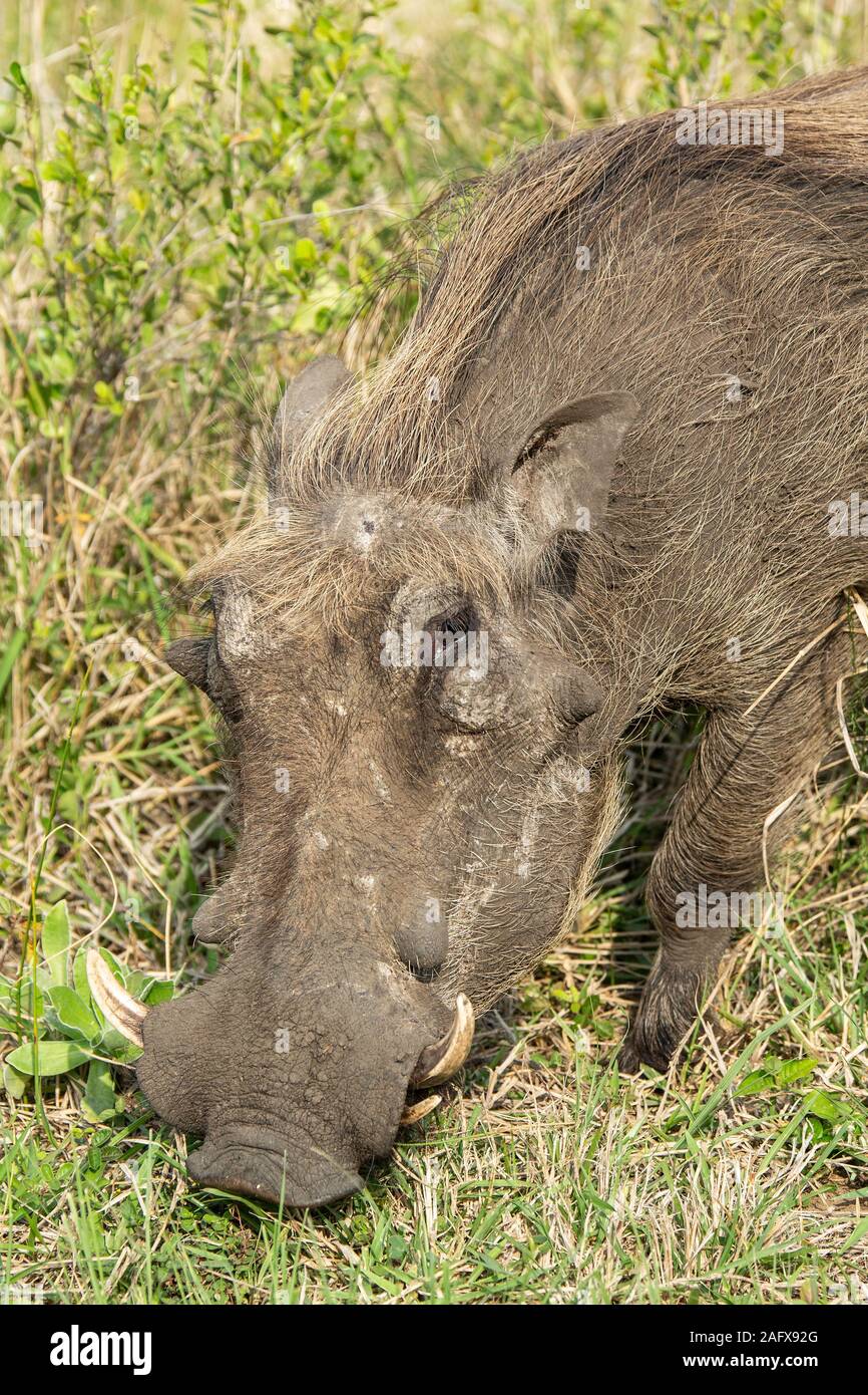 Warthog grazing on lush grass in the iSimangaliso Wetland Park Stock ...