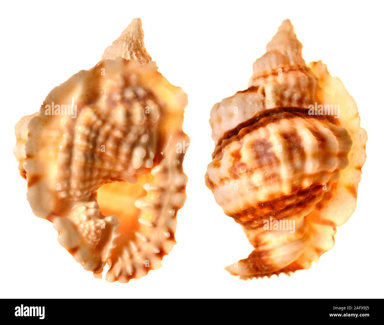 Common Distorsio shell (Distorsio anus) c7cm. Region: Indo-Pacific ...